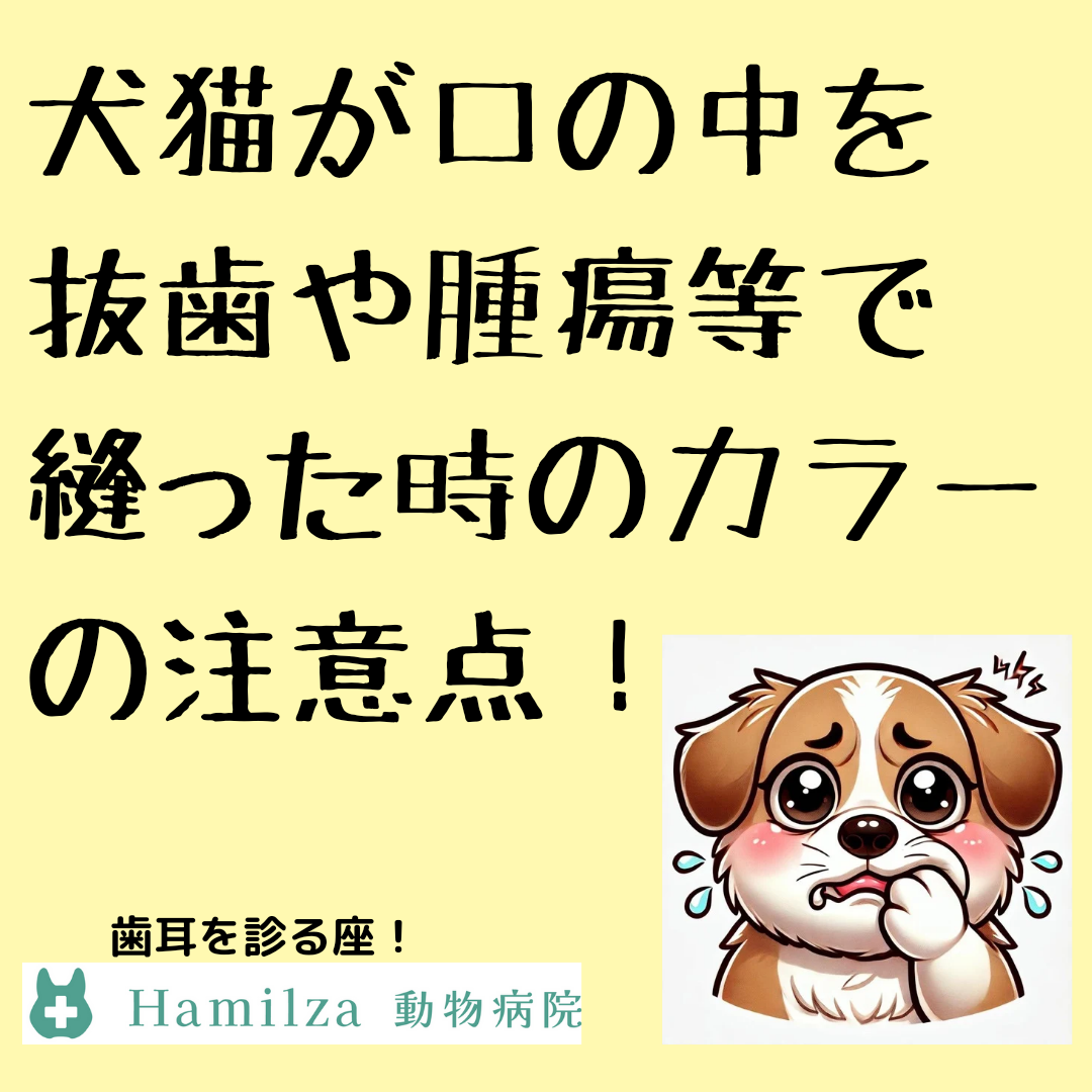 歯を抜いた後の注意点！エリザベスカラー | 新着情報 | 西宮市の動物病院(大阪・兵庫対応)｜Hamilza(ハミルザ)動物病院