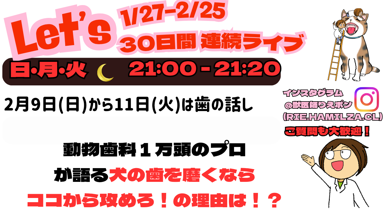 本日日曜から火曜日までは、犬猫ウサギハムスターの口と歯のインスタライブ | 新着情報 | 西宮市の動物病院(大阪・兵庫対応)｜Hamilza ...