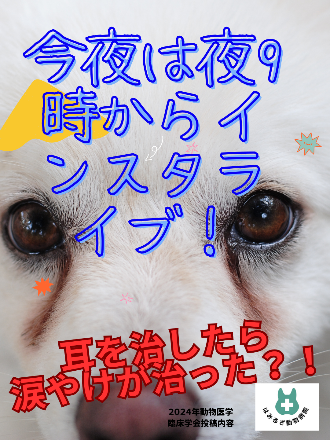 2月15日〜18日火曜日まで、夜9時からインスタライブやります | 新着情報 | 西宮市の動物病院(大阪・兵庫対応)｜Hamilza(ハミルザ ...